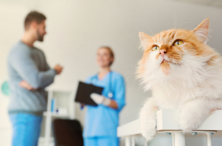 Our Hospital Policies | Chatham-Kent Veterinary Hospitals