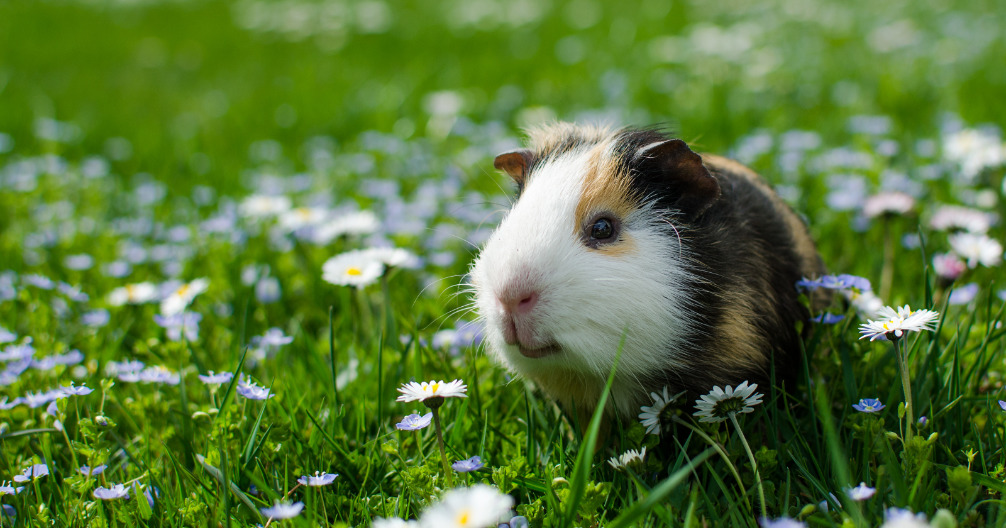 Animal Hospital in Eugene, OR | The Ark Veterinary Clinic