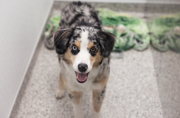 Our Animal Hospital | Burtch Animal Hospital