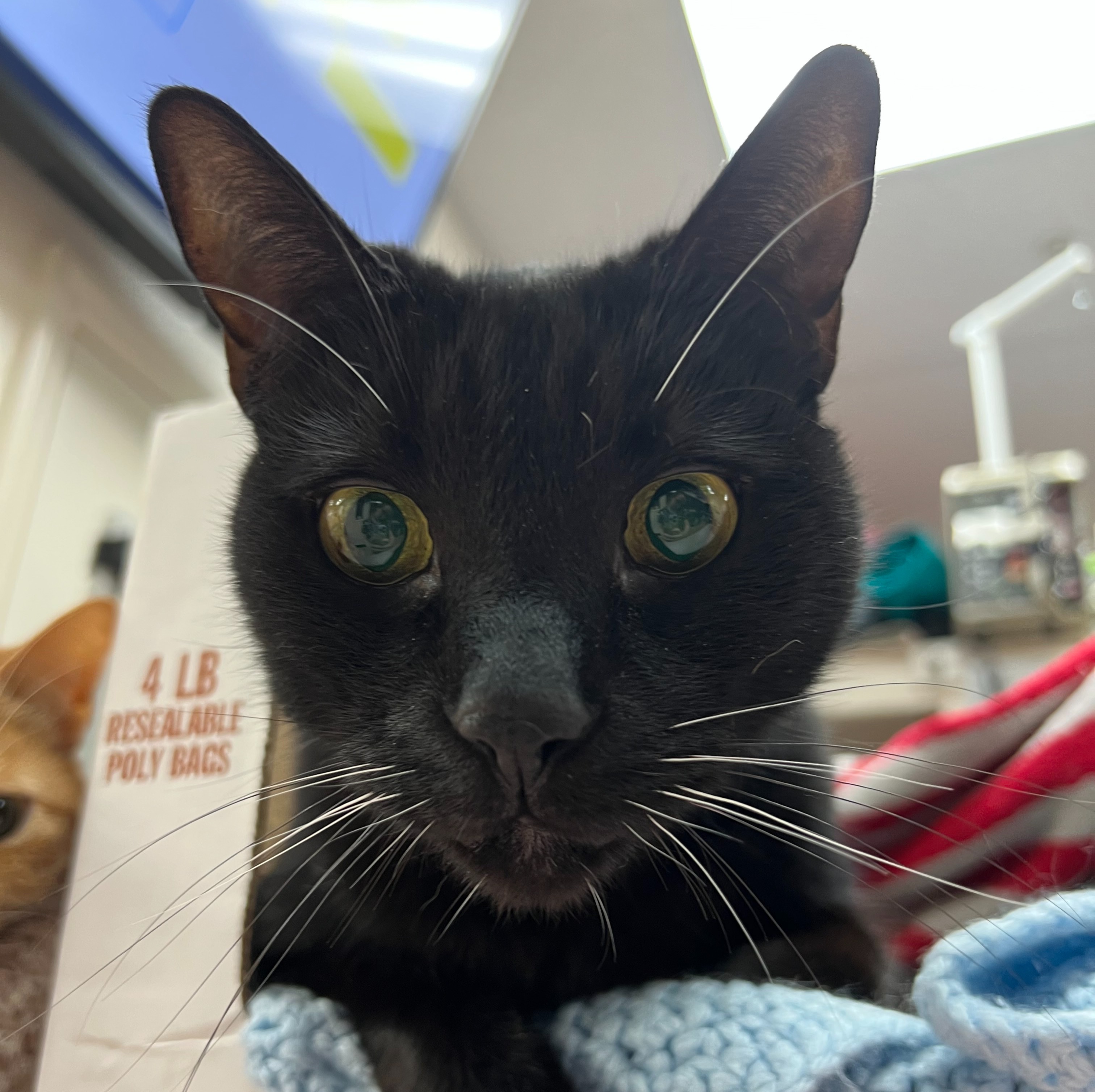 Our Team | Animal ER of University Park