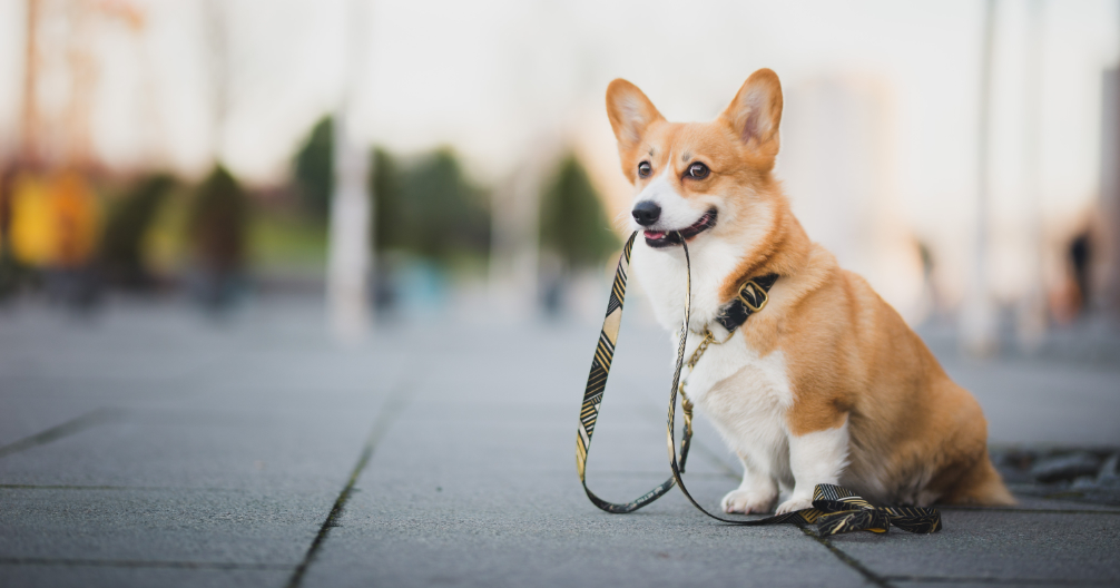 Animal Hospital in North Billerica, MA | Middlesex County Animal Hospital