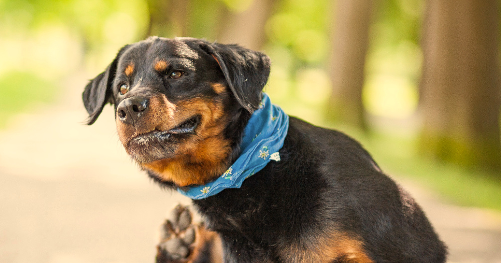 Veterinary Care in New York, NY | Tribeca Soho Animal Hospital