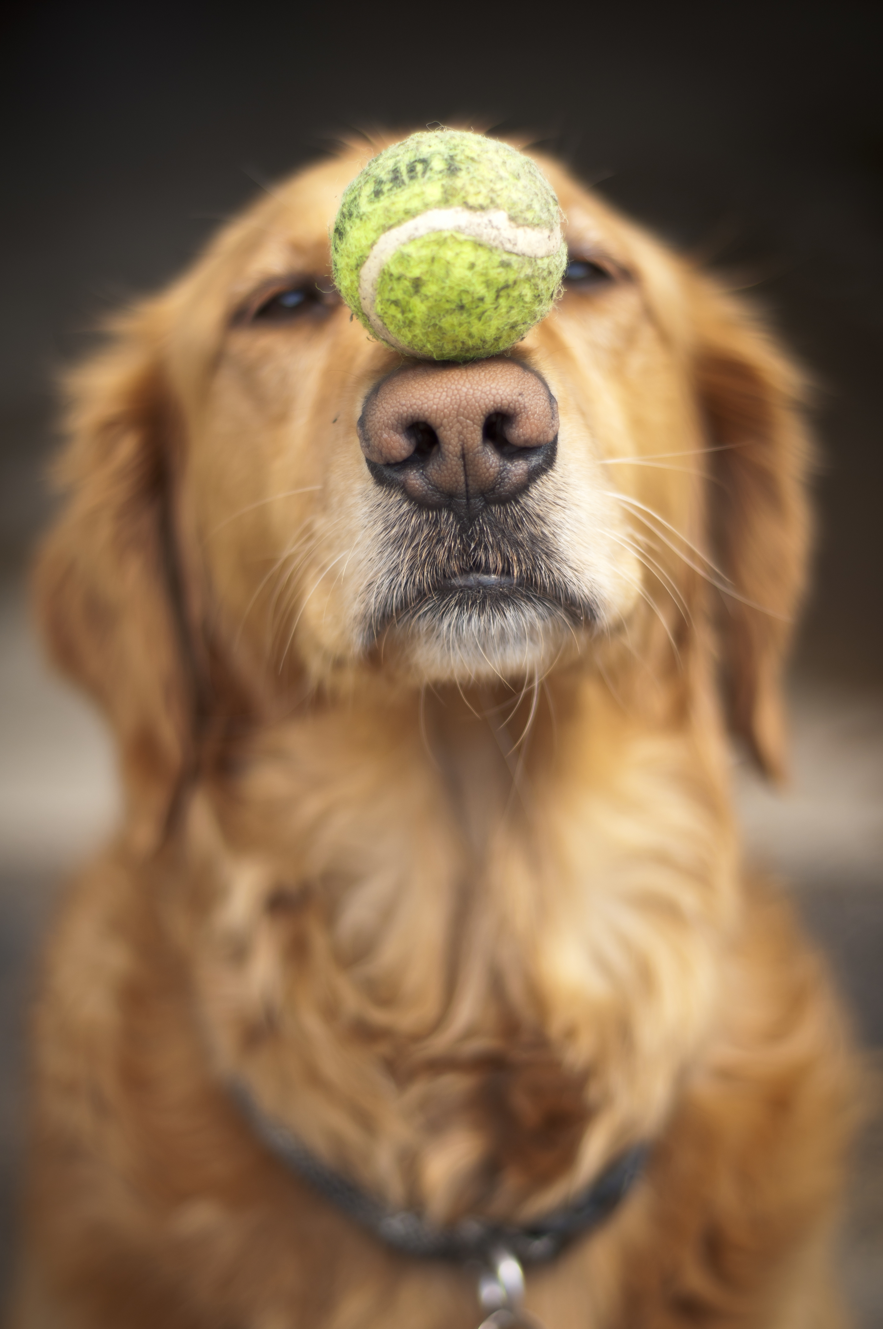 Dr. Kelly Totin | Rochester Veterinary Hospital