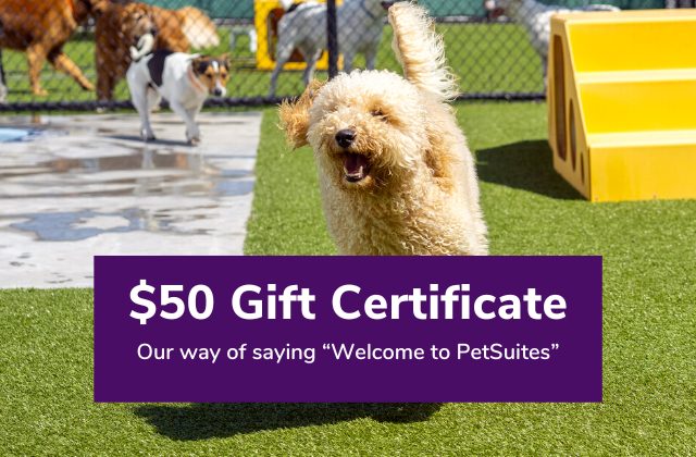 Homepage | PetSuites Brookfield