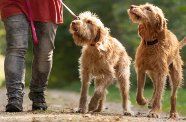 What to Expect | Grand River Veterinary Hospital