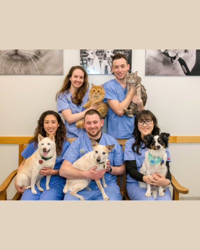 Veterinarian | West Village Veterinary Hospital