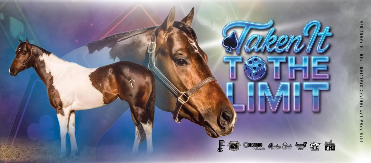 Abraham's Equine Clinic - Taken It To The Limit | Abraham's Equine Clinic