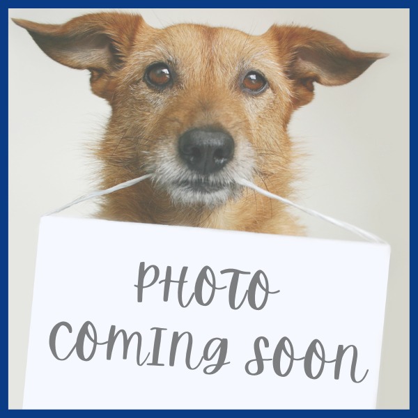 Our Veterinarians in Tinton Falls, NJ | Red Bank Veterinary Hospital ...