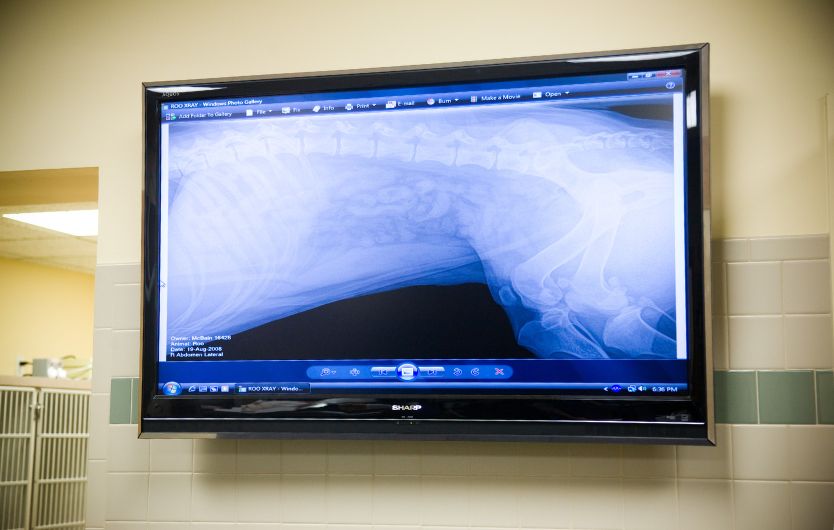 Radiography | Oakhurst Veterinary Hospital
