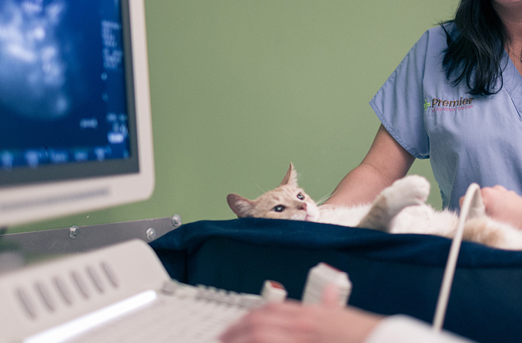Diagnostic Imaging | Peak Veterinary Referral Center