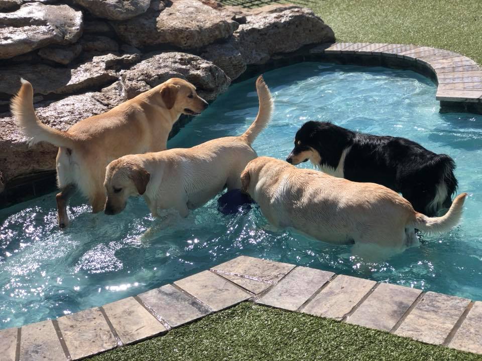 Skiatook Pet Resort | SAHO Animal Hospital