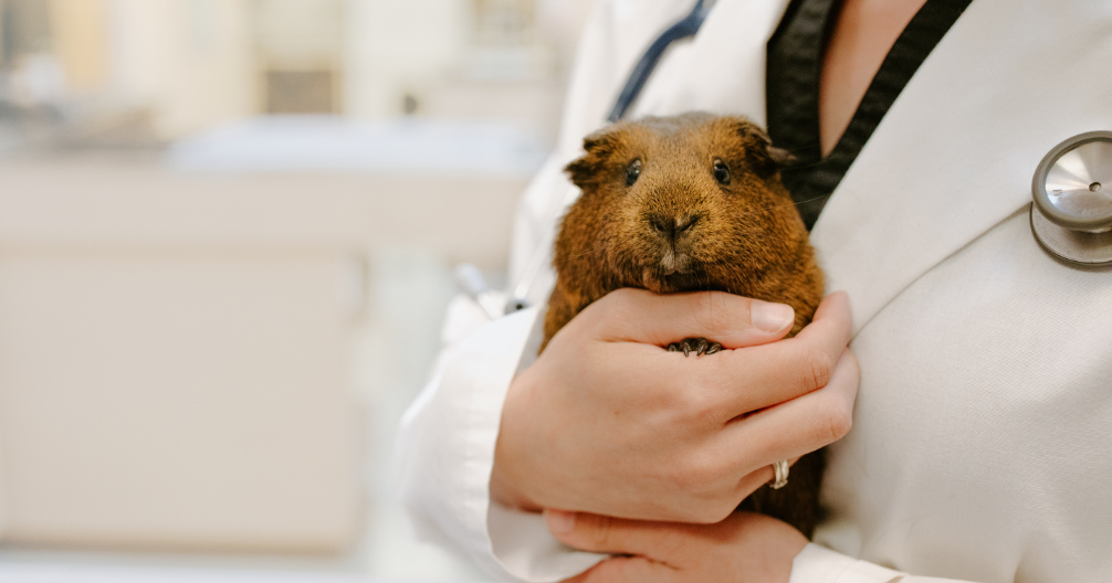 Family Veterinary Care in Leesville, LA | Hayes Veterinary Hospital & Entrance Road Veterinary ...