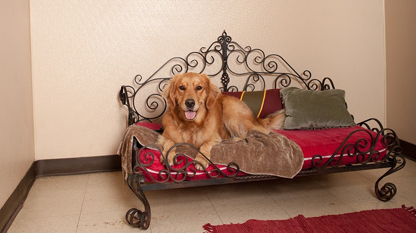 Houston Dog Boarding | Rover Oaks Pet Resort
