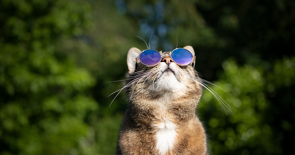 Homepage | Tigard Animal Hospital