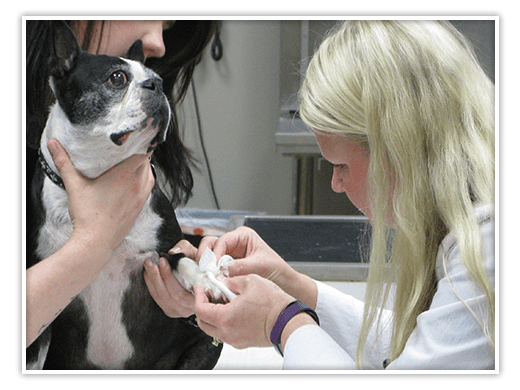 Veterinary Gallery | Forest Hill Animal Hospital