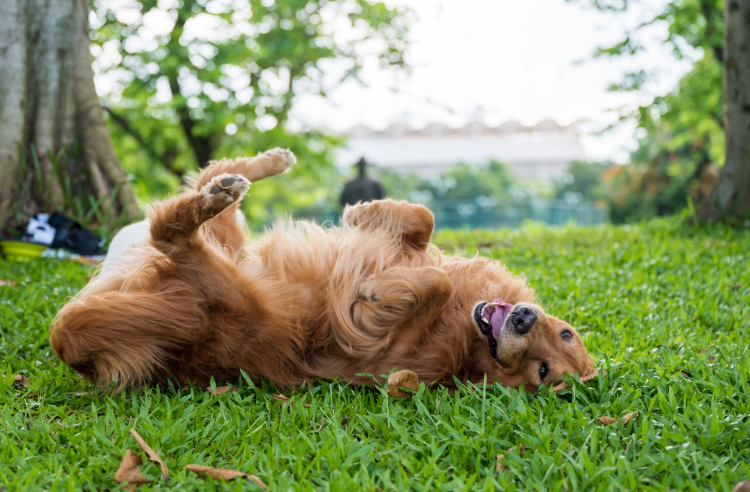 Hospital Policies | King of Prussia Veterinary Hospital