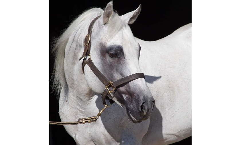 Abraham's Equine Clinic - Guitar Gun | Abraham's Equine Clinic