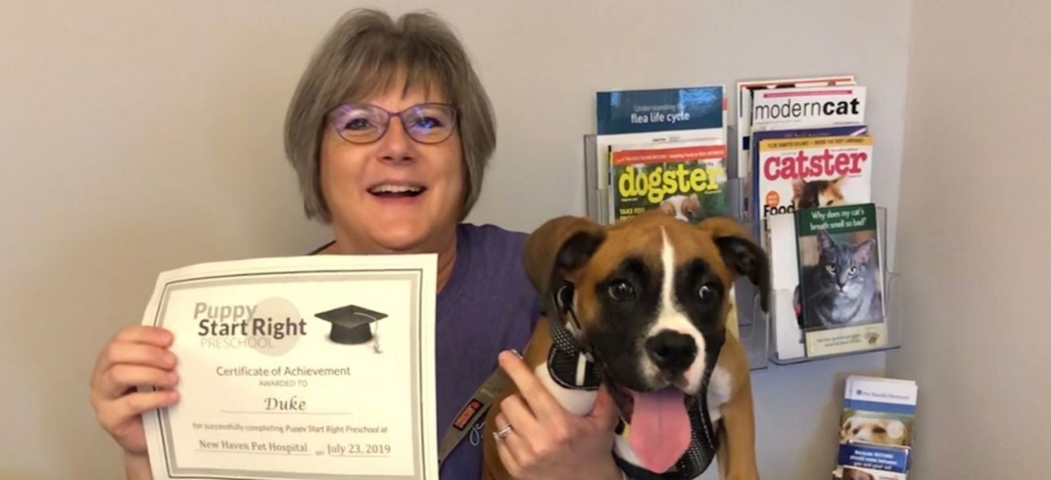 Puppy Pre-School | New Haven Pet Hospital