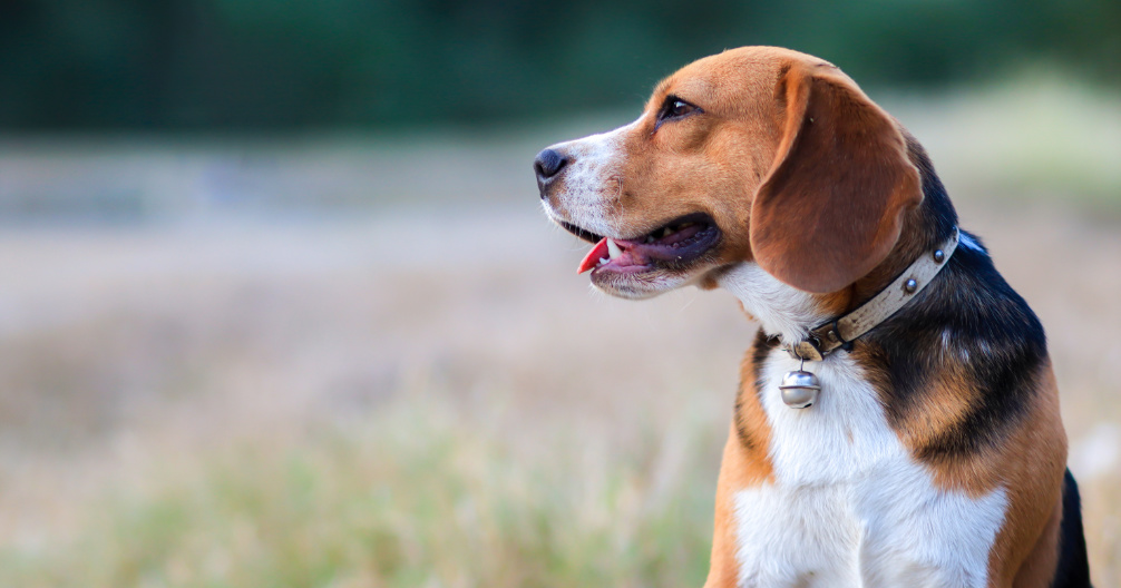 Veterinarian | Animal Medical Clinic of Wheaton