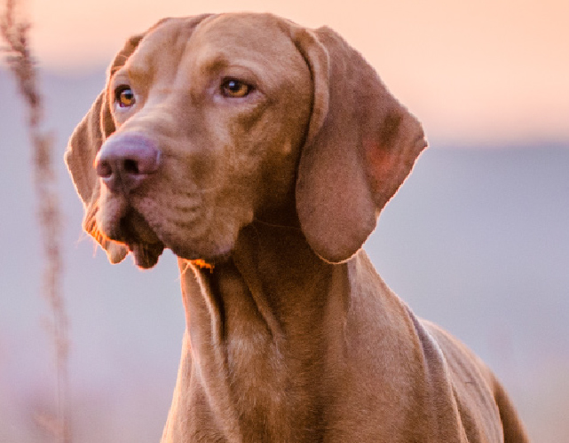 Family Veterinarian in Edmond, OK | Sunset Veterinary Clinic