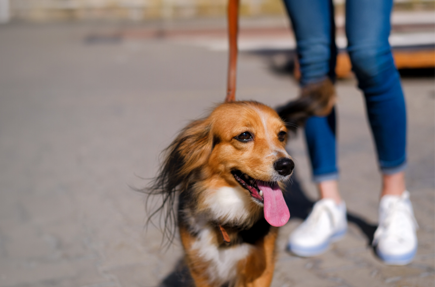 Veterinary Care in Kent, WA | Lake Meridian Animal Hospital