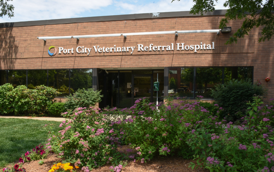 Premier Veterinary Care in the Portsmouth, NH area | Port City ...