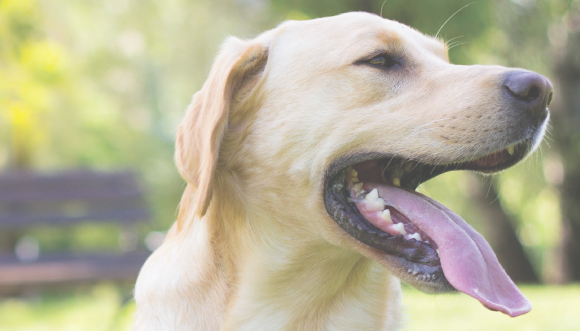 Contact Us | Candlewick Kennels