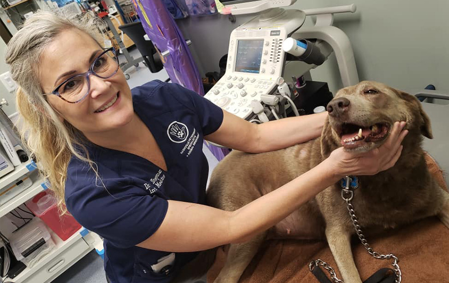 Internal Medicine in Clarksville | Clarksville Veterinary Emergency and ...