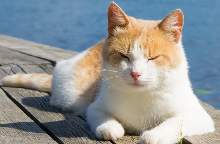 Premier Veterinary Care in Wildomar, CA | Clinton Keith Veterinary Hospital