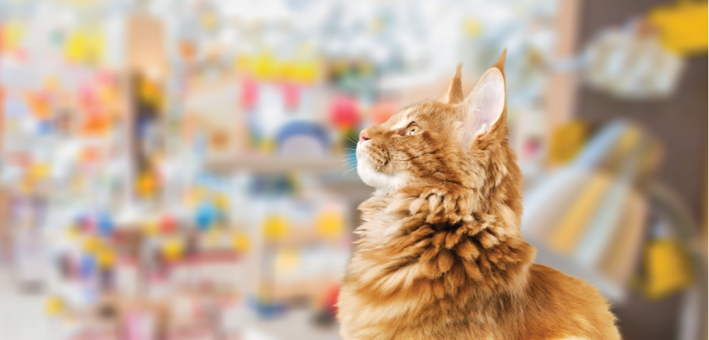 Walnut Creek Feline Veterinarian | Civic Feline Clinic