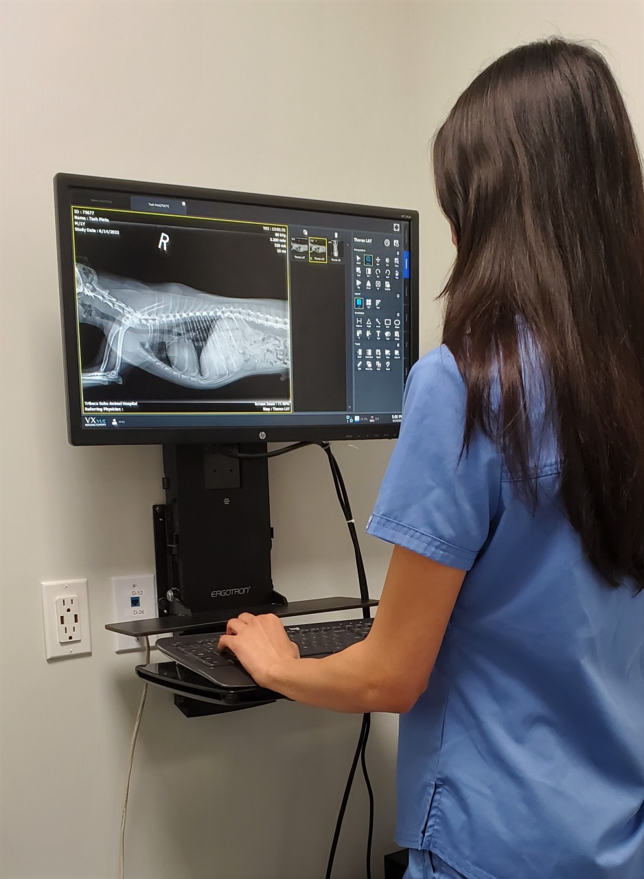 Gallery | Tribeca Soho Animal Hospital