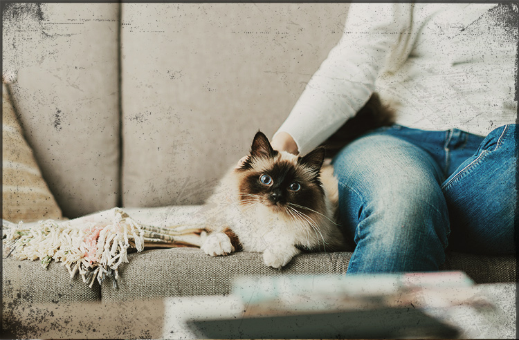 Contact Our Veterinarians | Queen West Animal Hospital