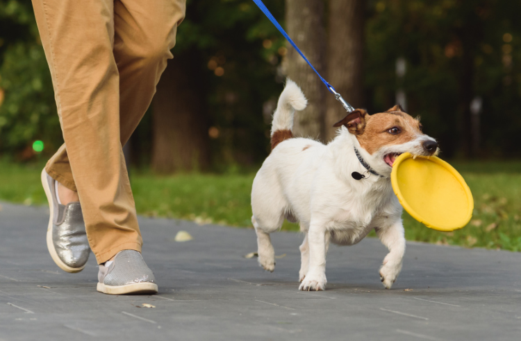 Book a Veterinary Appointment | Pender Veterinary Centre