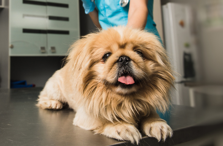 Veterinary Services | Animal Hospital of Garland