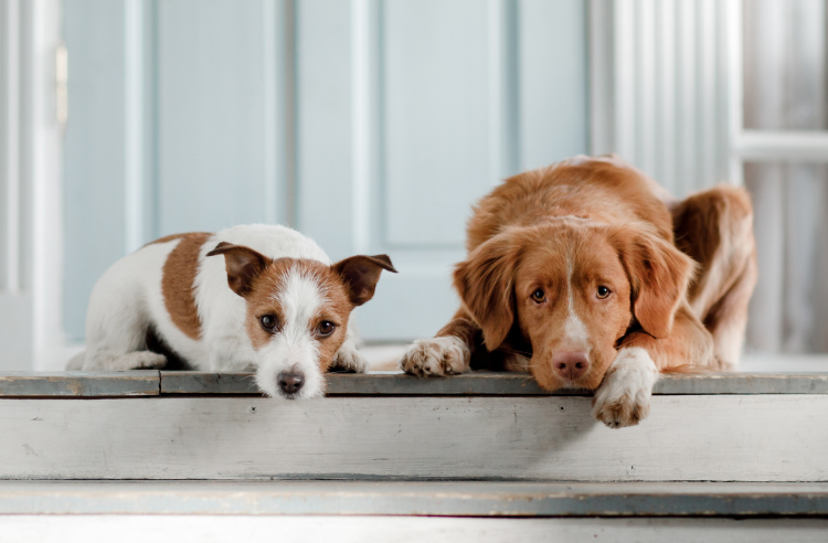 Animal Hospitals in Los Altos, CA and Los Gatos, CA | Adobe Animal Hospital