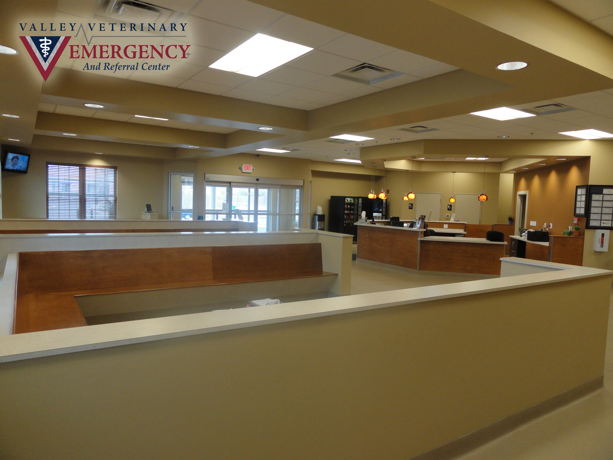Gallery | Valley Veterinary Emergency and Referral Center