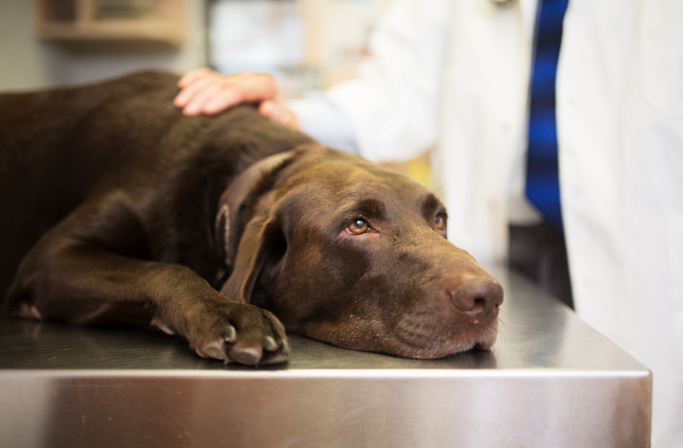 Alternate Emergency Facilities | Veterinary Emergency & Specialty ...