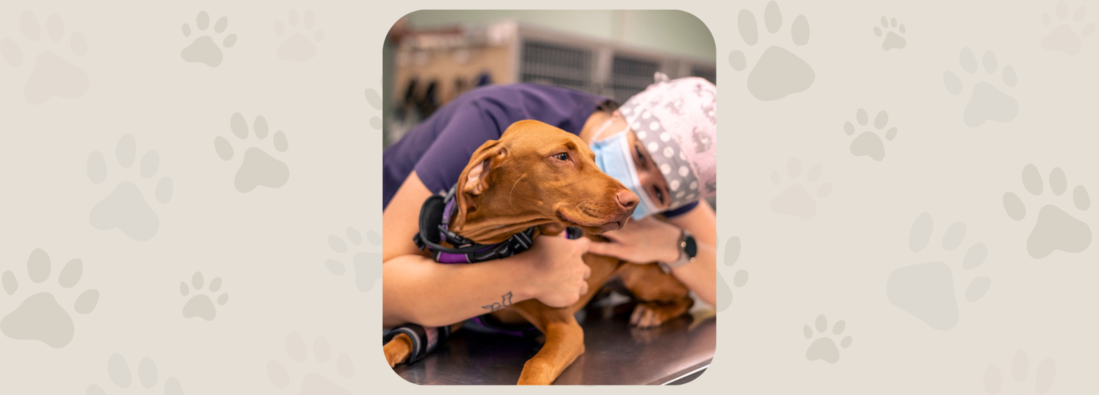 Homepage | Alliance Animal Health Center