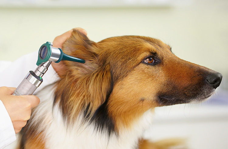 Dermatology | Veterinary Specialty Hospital - San Diego