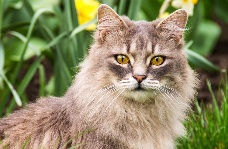 Book an Appointment in Spokane, WA | Garland Animal Clinic