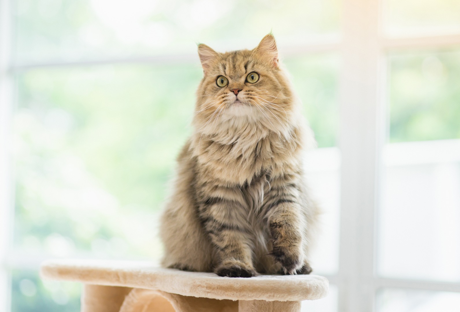 Veterinary Hospital in Waukesha, WI | Wisconsin Veterinary Referral Center