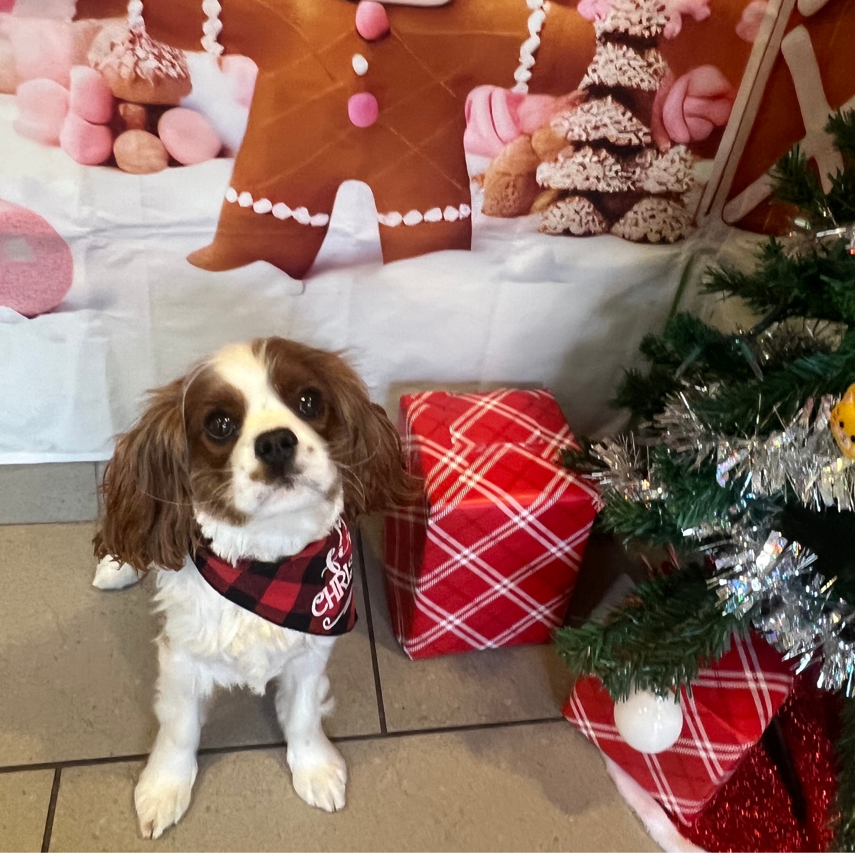 Comet | Austin Vet Hospital