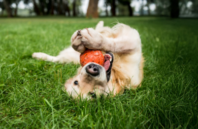 Pender Veterinary Centre | Pender Veterinary Centre