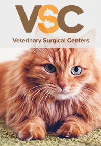 Homepage | Valley Veterinary Emergency and Referral Center