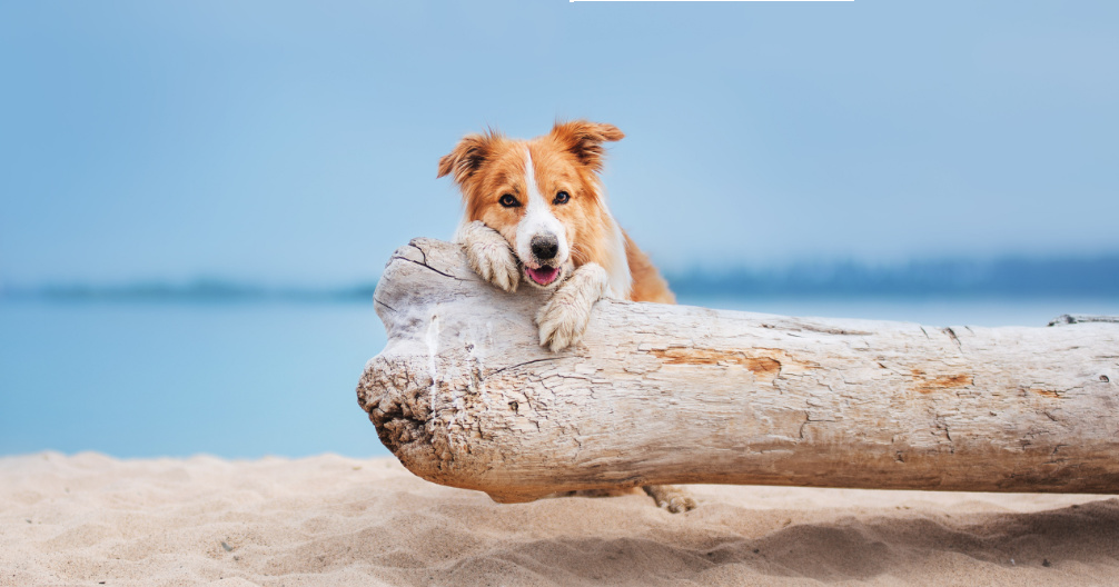 Animal Hospital in Cape May, NJ | Cape May Veterinary Hospital
