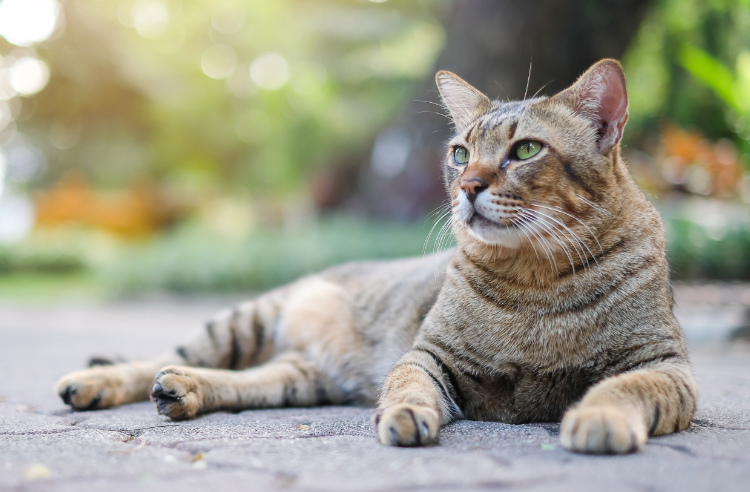 Quality Veterinary Care in Houston, TX | Houston Cat Hospital