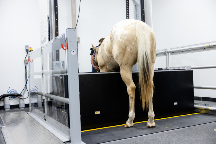 Our Diagnostic Imaging Services | Wisconsin Equine Clinic & Hospital (WECH)
