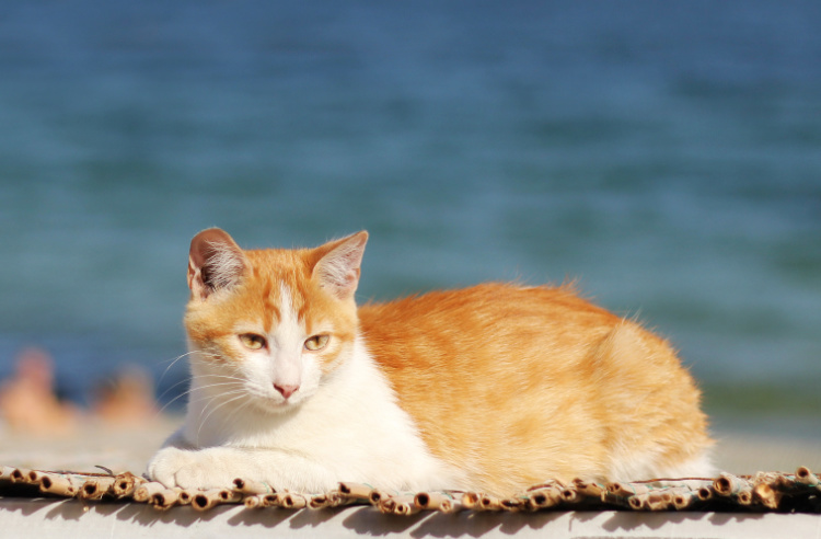 Premier Veterinary Care in Cape May, NJ | Cape May Veterinary Hospital