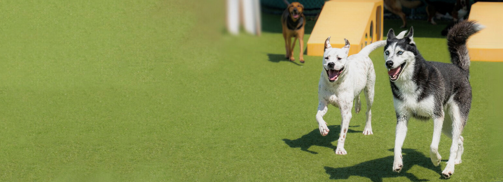 Dog Boarding & Doggie Daycare | Pooch Hotel