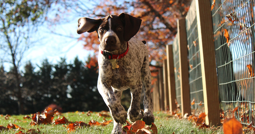 Veterinary Care in Williston, VT | Peak Veterinary Referral Center